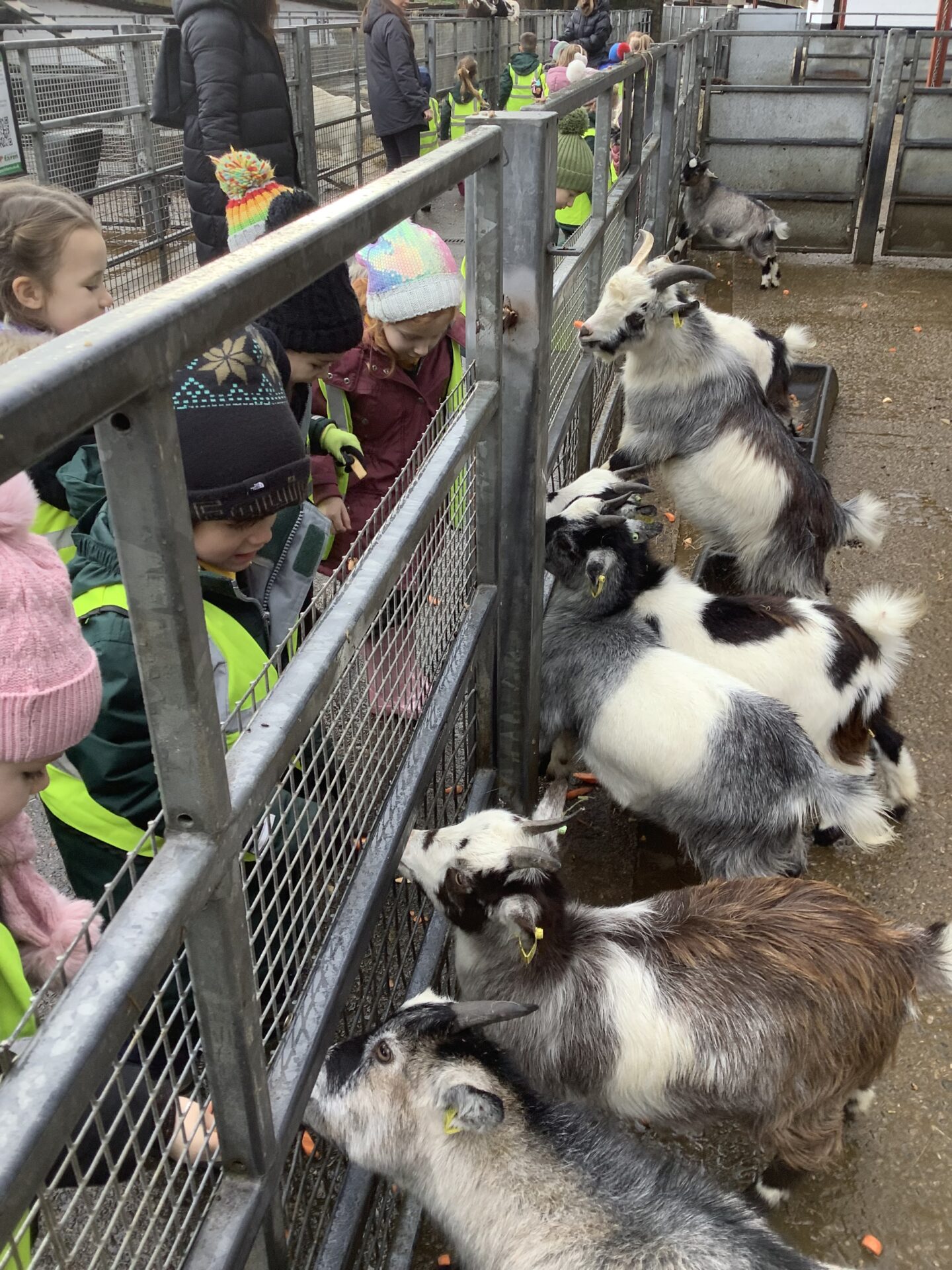 Trip to see Father Christmas at Croxteth Hall Farm 2023 | Our Lady's ...